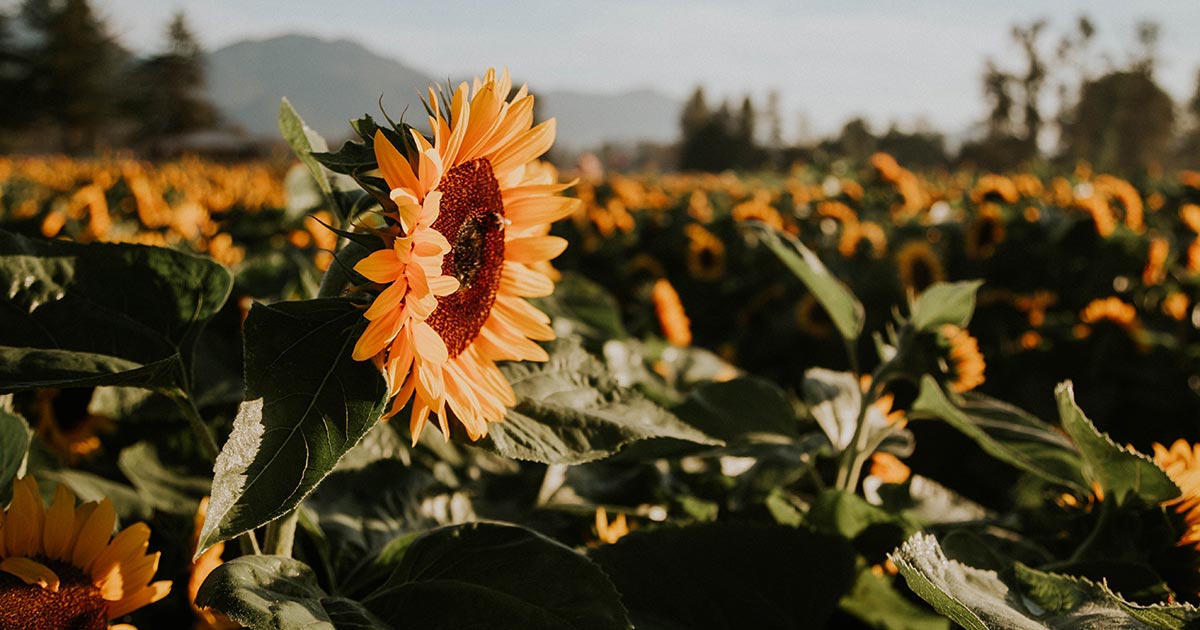 Chilliwack Sunflower Festival 2020: Date, Hours, Tickets Info